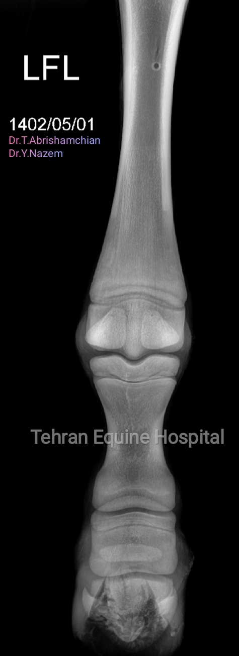 CASE REPORTS – Tehran Equine Hospital