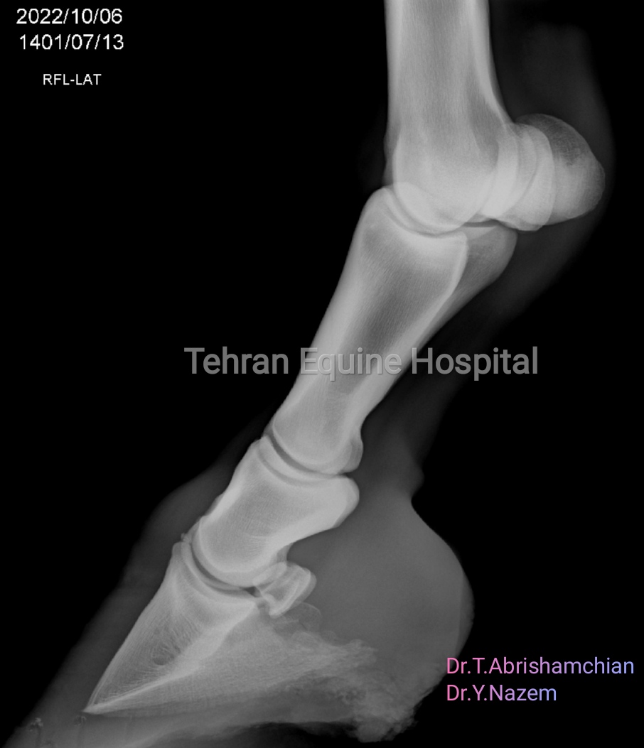 Fracture of extensor process – Tehran Equine Hospital