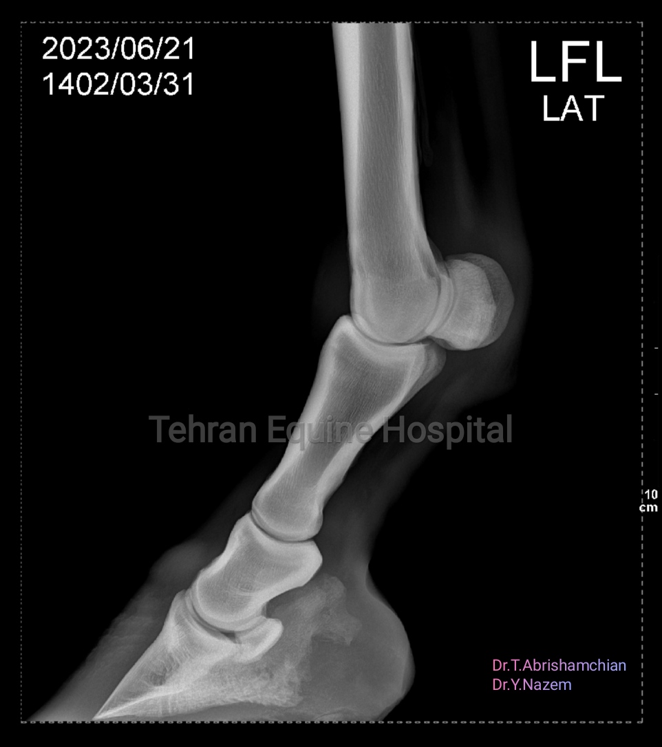 Ossification of angular cartilage(side bone) – Tehran Equine Hospital