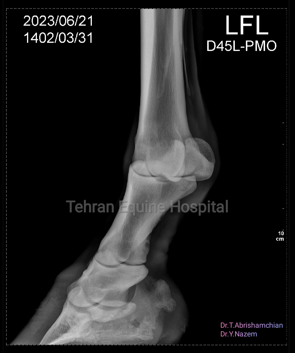 Ossification of angular cartilage(side bone) – Tehran Equine Hospital