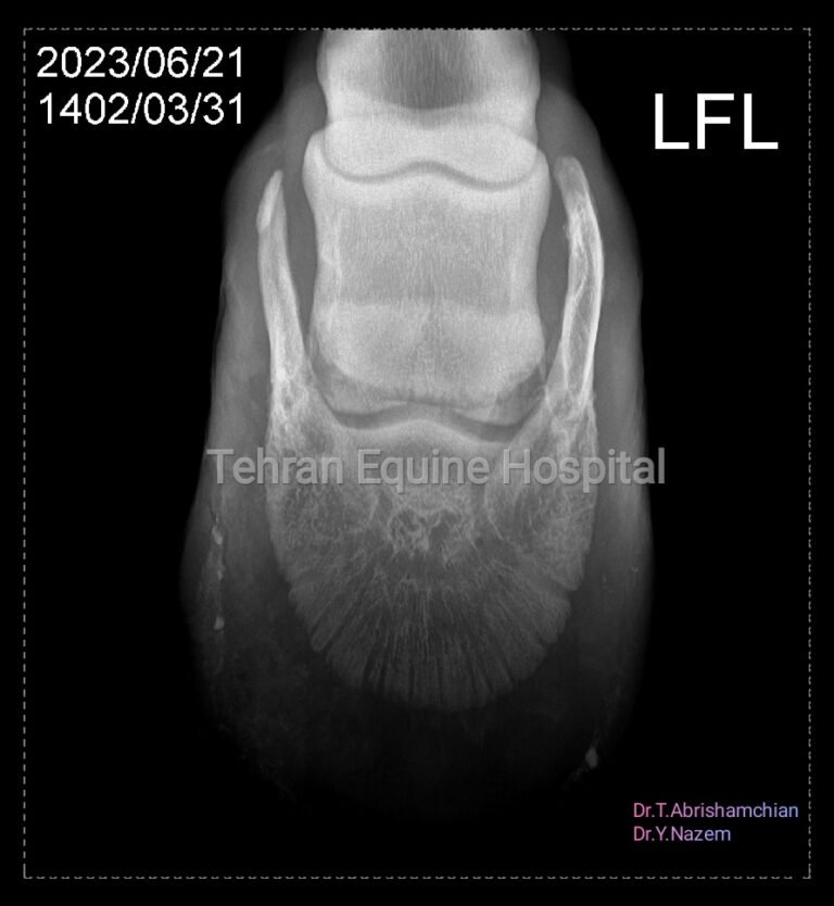 Ossification of angular cartilage(side bone) – Tehran Equine Hospital