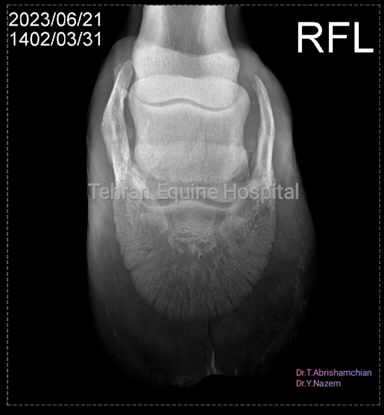 Ossification of angular cartilage(side bone) – Tehran Equine Hospital