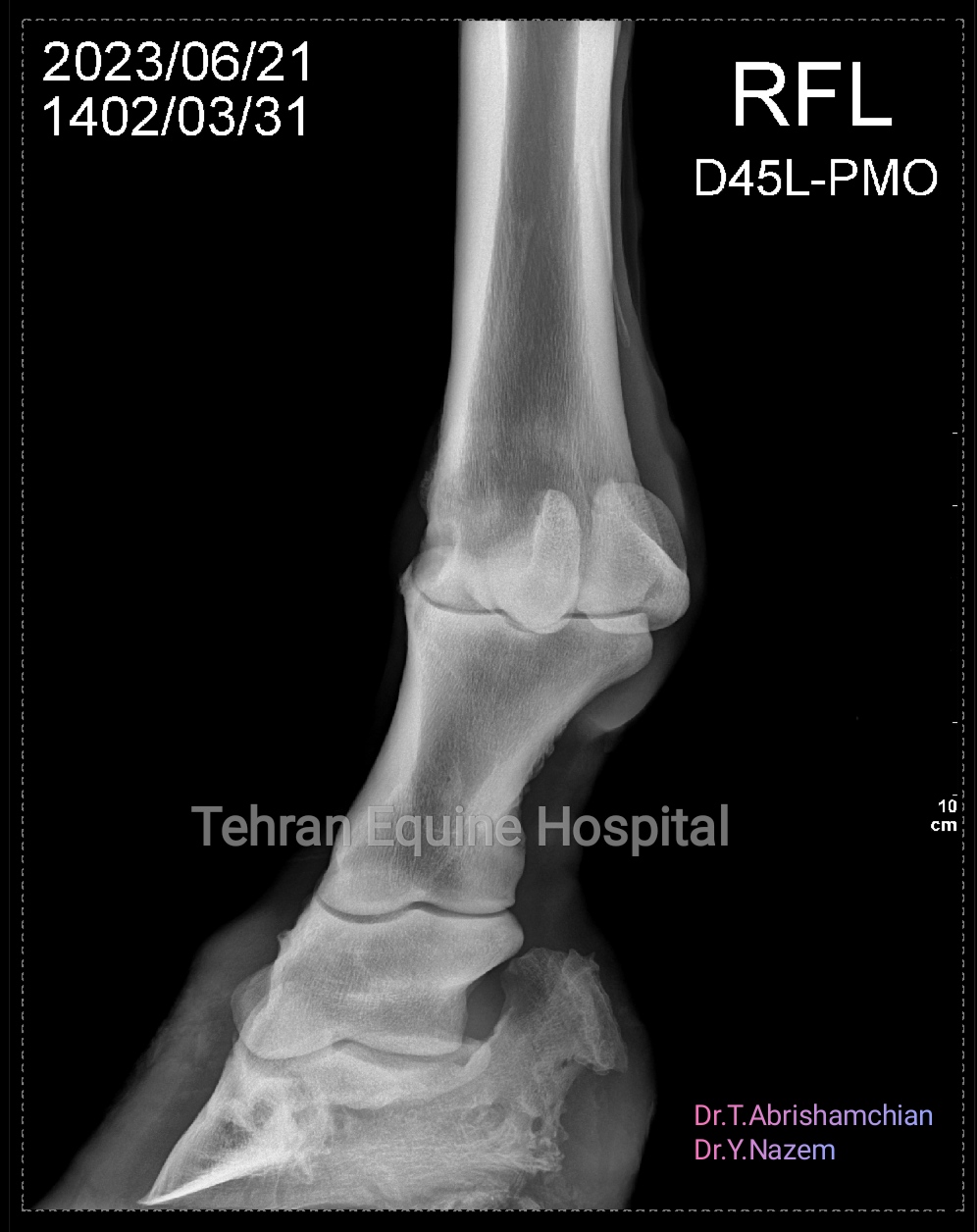 Ossification of angular cartilage(side bone) – Tehran Equine Hospital
