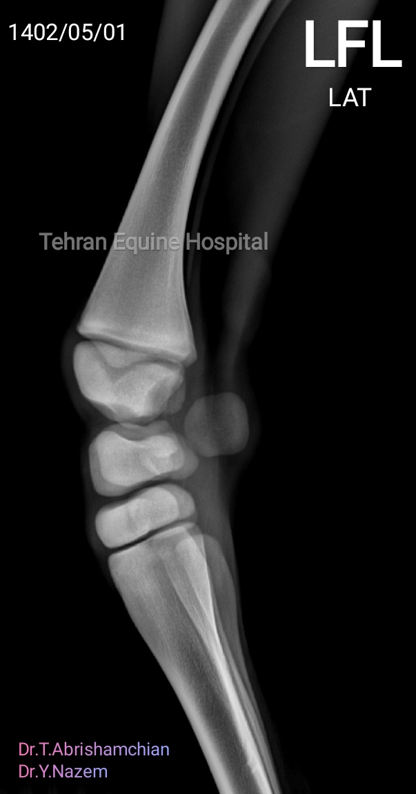Foal Forelimb – Tehran Equine Hospital