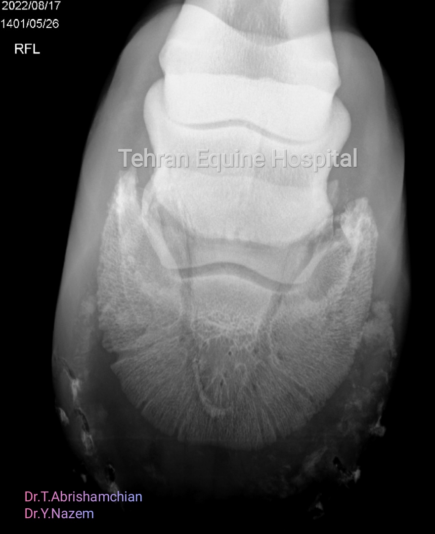 Navicular Syndrome – Tehran Equine Hospital