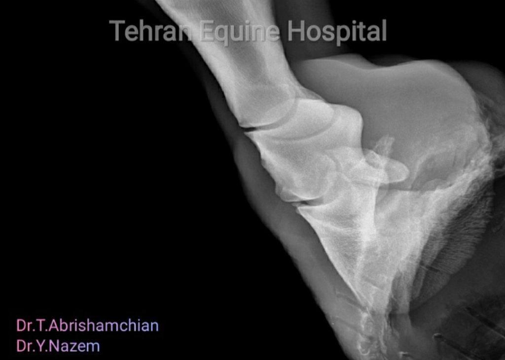 Fracture of extensor process – Tehran Equine Hospital