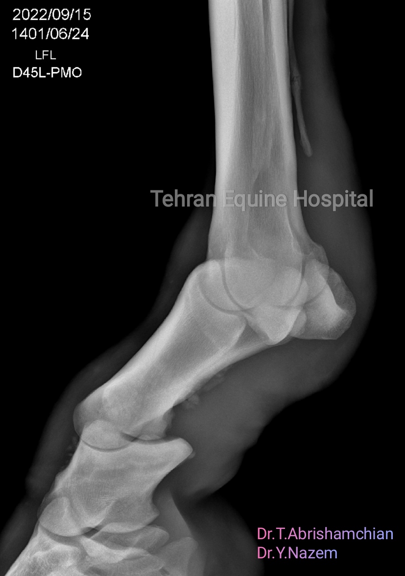 Pastern Luxation – Tehran Equine Hospital