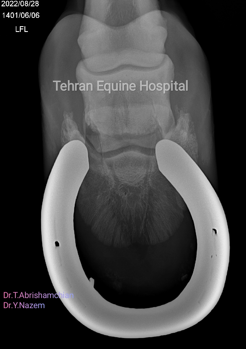 Navicular Syndrome – Tehran Equine Hospital