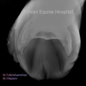 Navicular Bone – Tehran Equine Hospital