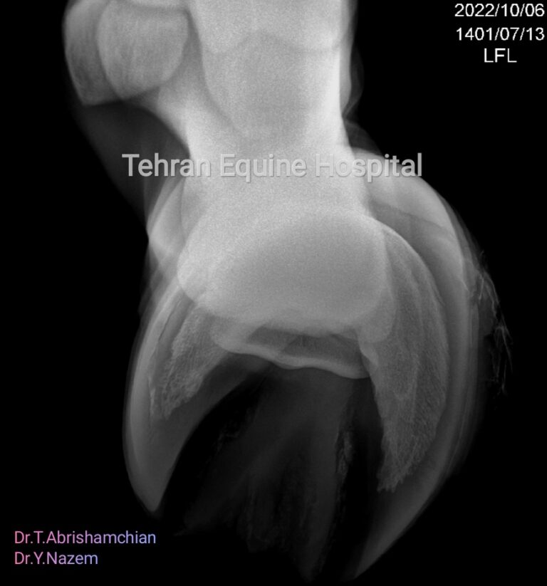 Navicular Bone – Tehran Equine Hospital