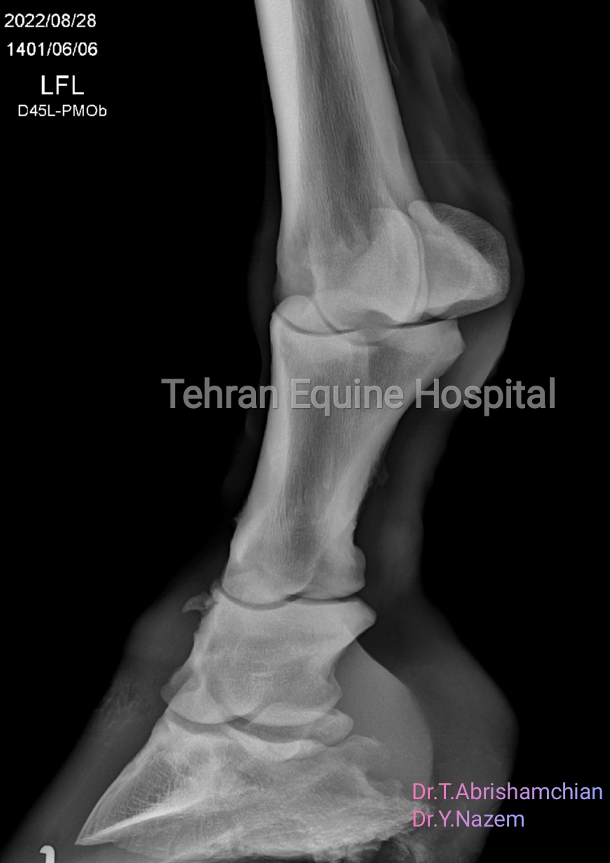 Palisading new bone formation on middle phalanx – Tehran Equine Hospital