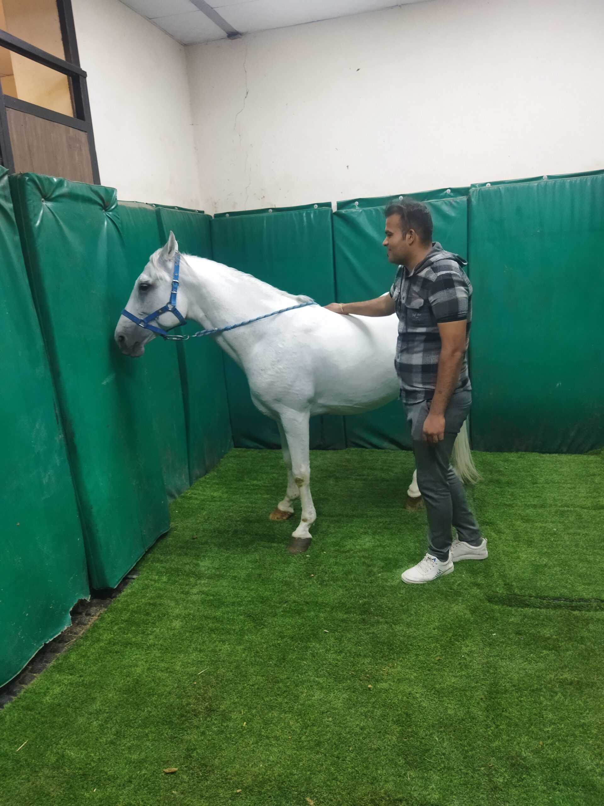 Recovery Room – Tehran Equine Hospital