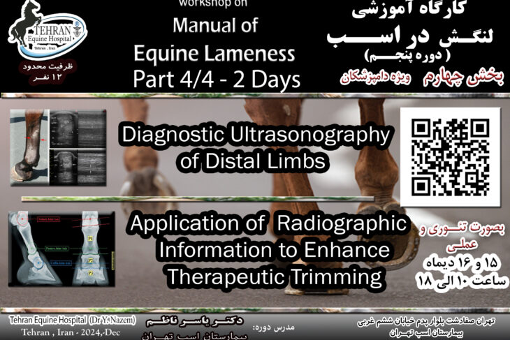 Ossification of angular cartilage(side bone) – Tehran Equine Hospital